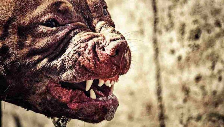 Dangerous Dog Breed: The World's 10 Most Deadly Dog Breeds - World-Wire