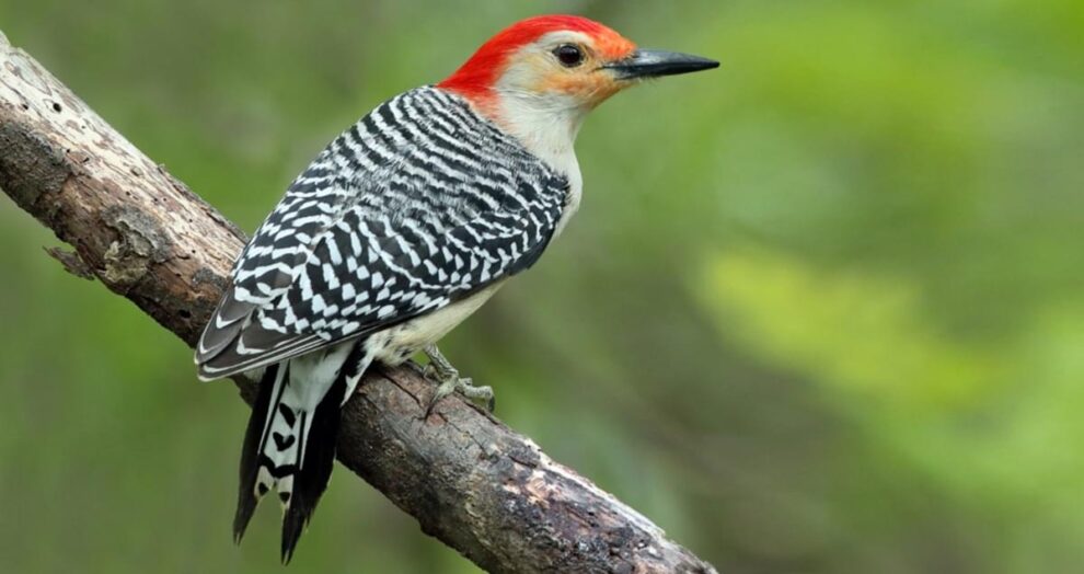 List of birds found in Virginia, birds of Virginia - World-Wire