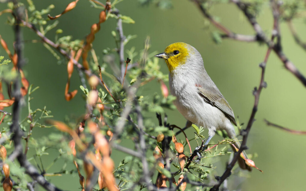 List of birds found in Arizona, birds of Arizona - World-Wire